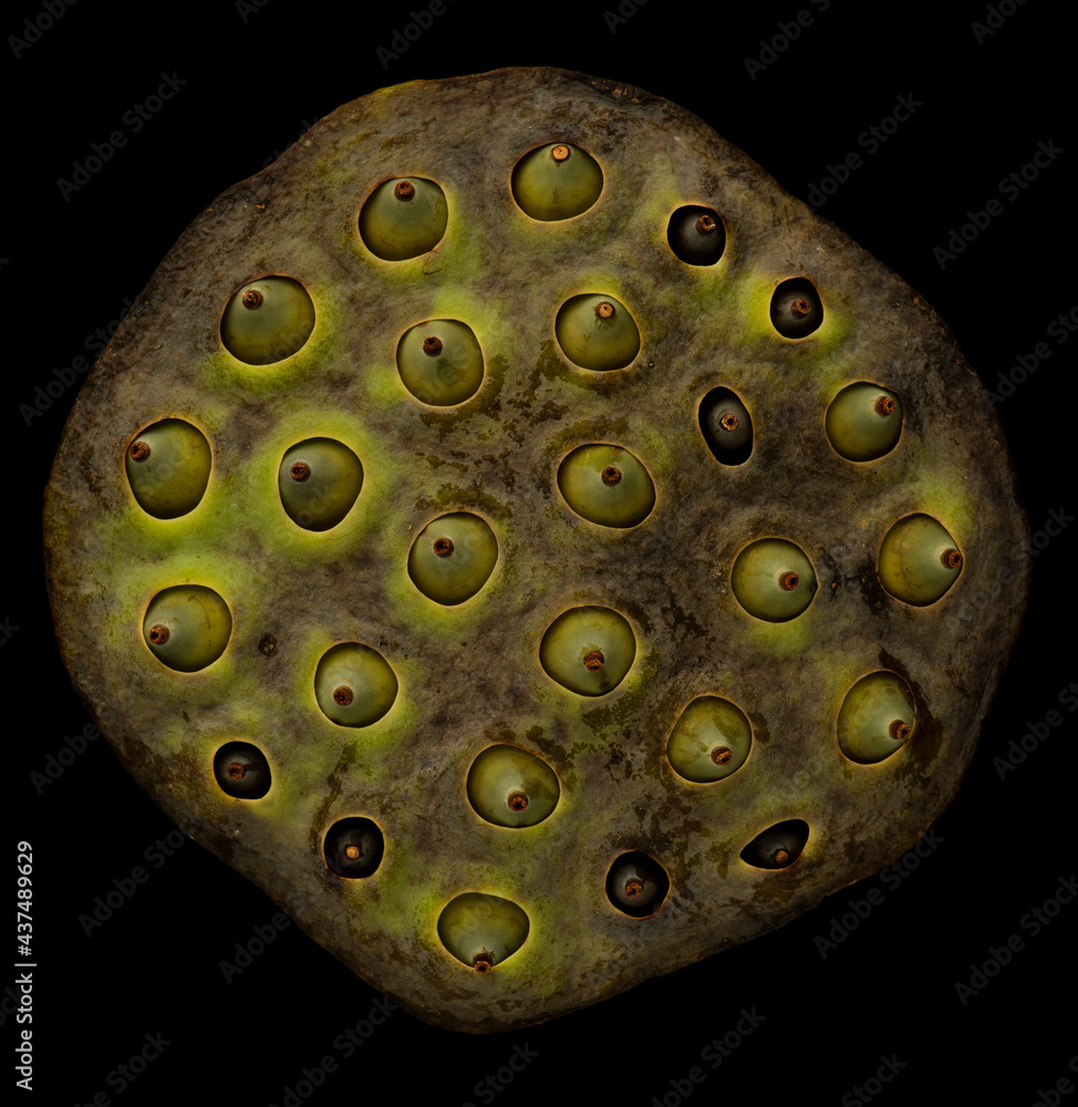 Lotus Seed head when green used has food eating seeds after pealing ...