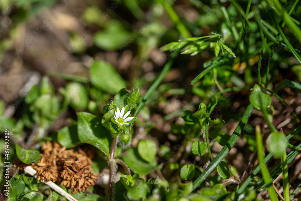 Full frame texture background view of common chickweed flowers ...