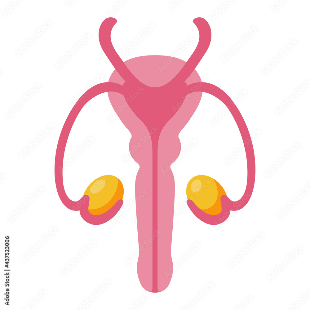 Male reproductive system anatomy cartoon icon. Penis, testicles clipart ...