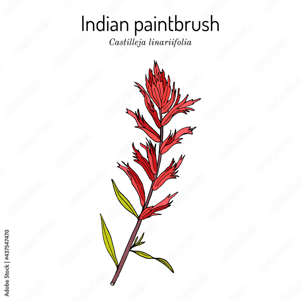 Indian Paintbrush Castilleja linariaefolia , Official State Flower of ...