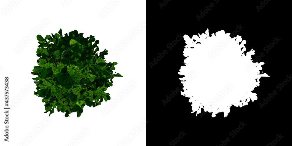 Top view of Plant ( Carpinus betulus Pyramidalis Hornbeam Fastigiata 1 ...