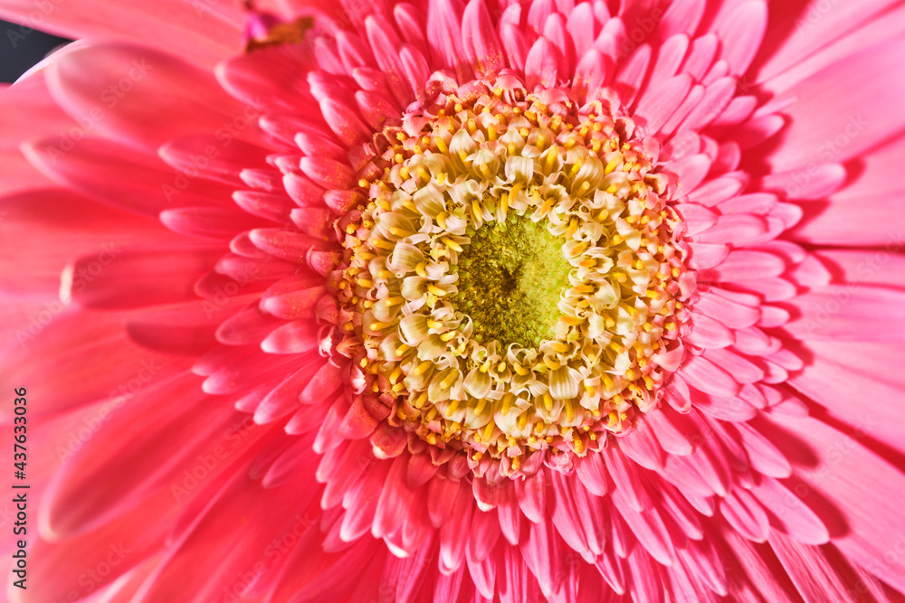 Gerbera Daisy is native to tropical regions of South America, Africa ...