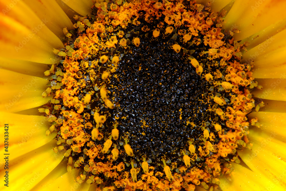 Photo Stock Gerbera Daisy is native to tropical regions of South ...