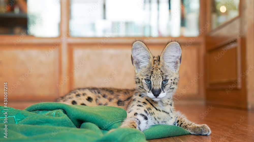 Serval cat, African native cat in North Africa and the Sahel, Saharan ...
