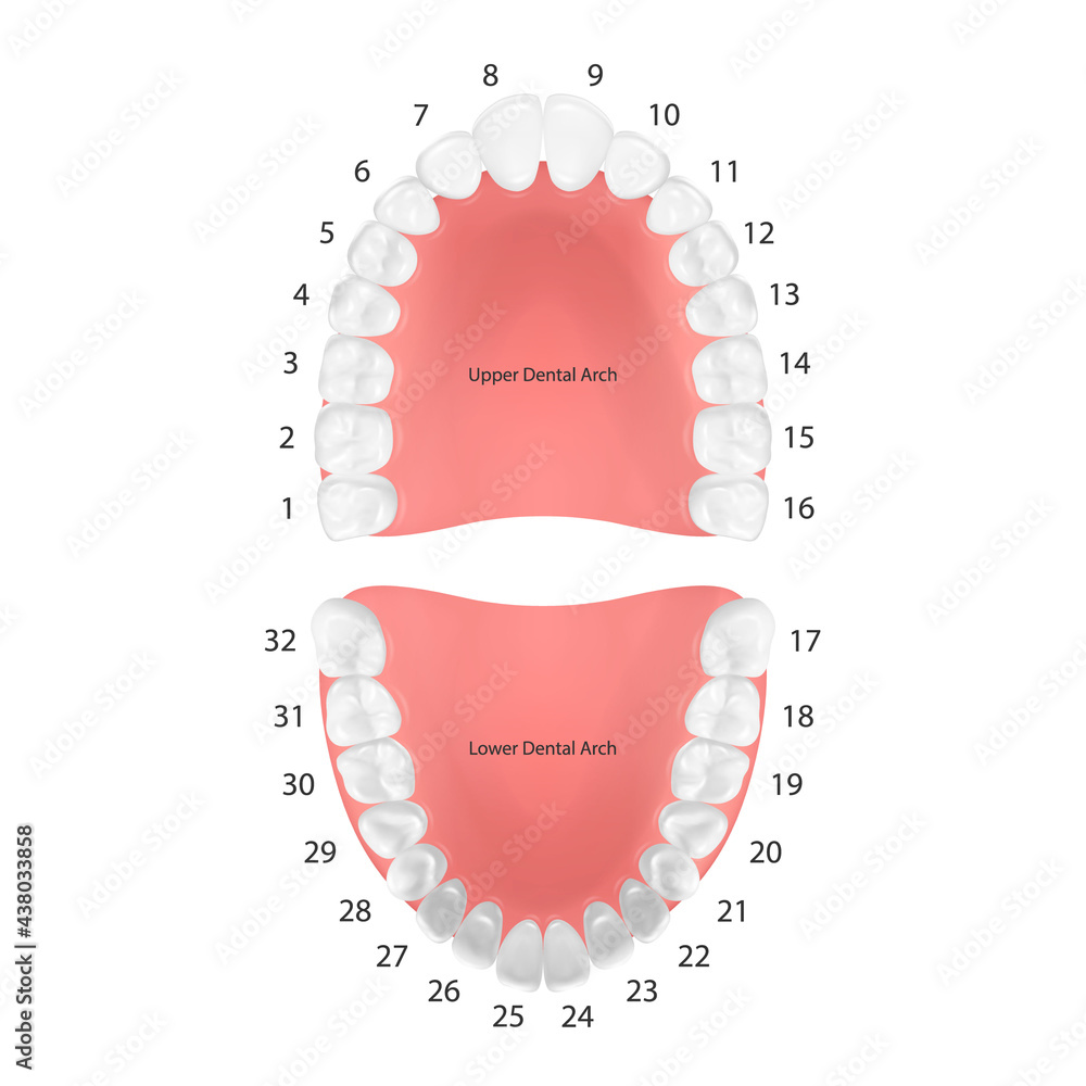 Vector 3d Realistic Teeth, Upper, Lower Adult Jaw, Top View. Anatomy ...
