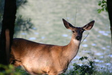 Wild Dow Free Stock Photo - Public Domain Pictures