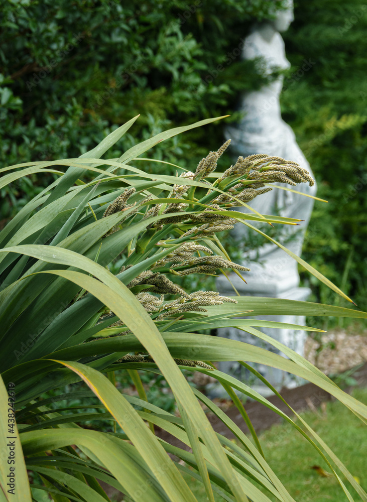 Flower head emerging on a cordyline australis, commonly known as the ...