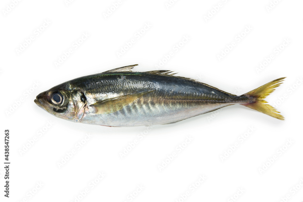 Mackerel or Aji (Japanese horse mackerel /Trachurus japonicus Japanese ...