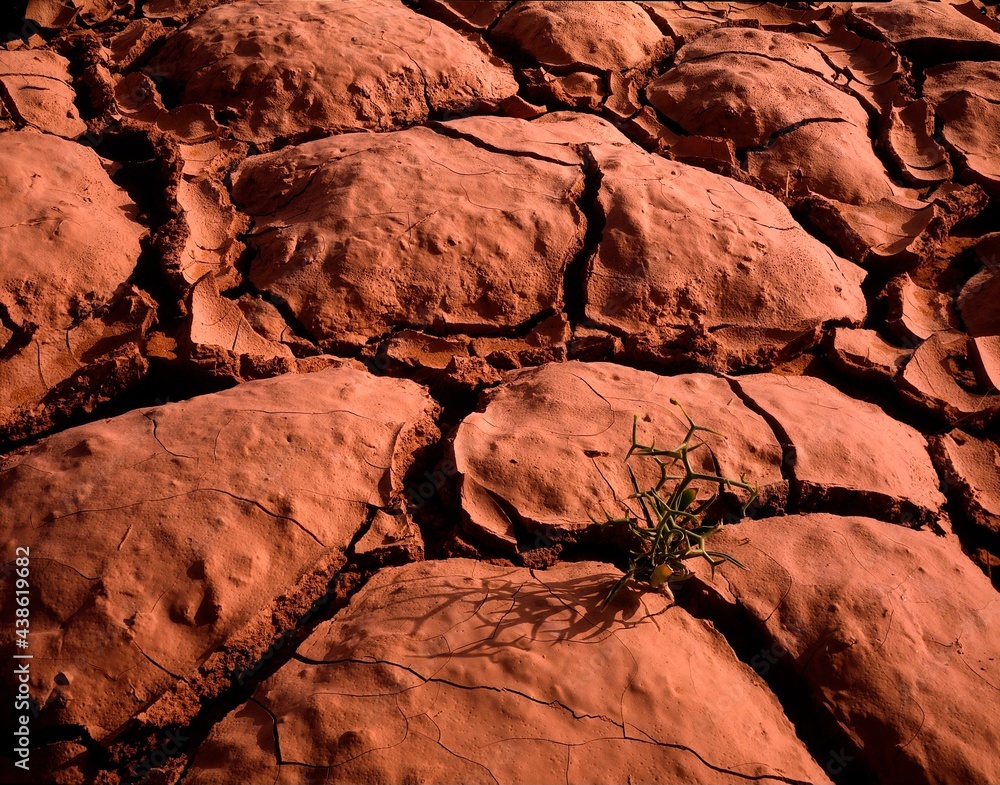 africa, sahara, desert soil, parched, plant, north africa, geology ...