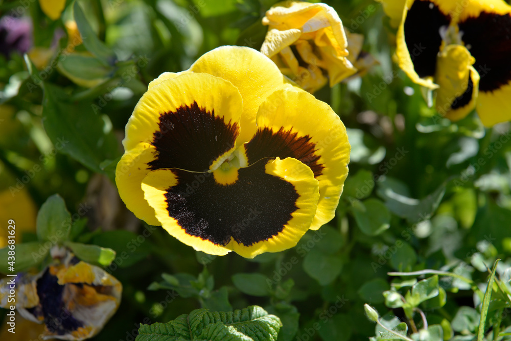 A flowering plant with colorful inflorescences, grown in many varieties ...