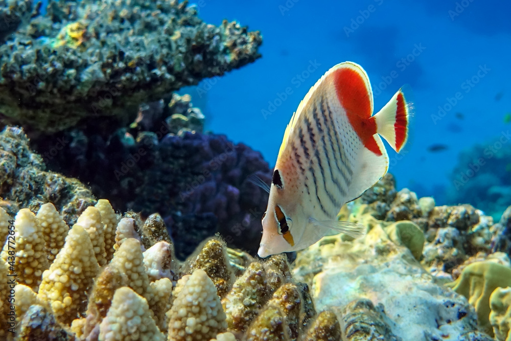 Coral fish - Crown butterflyfish - Chaetodon paucifasciatus in red sea ...