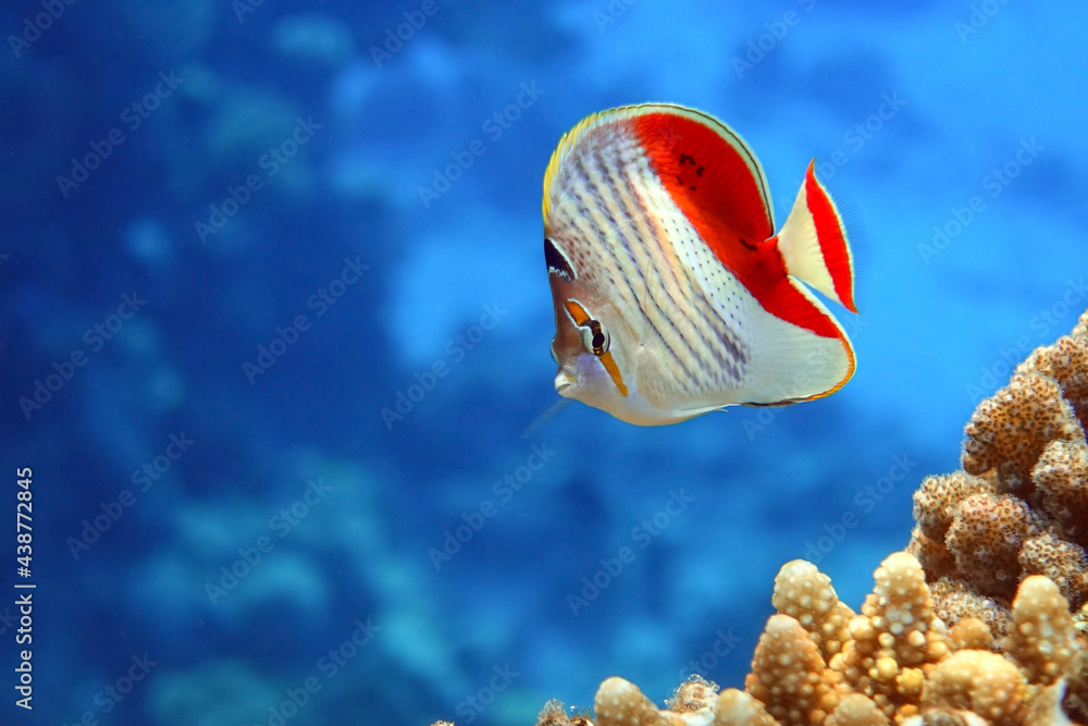Coral fish - Crown butterflyfish - Chaetodon paucifasciatus in red sea ...