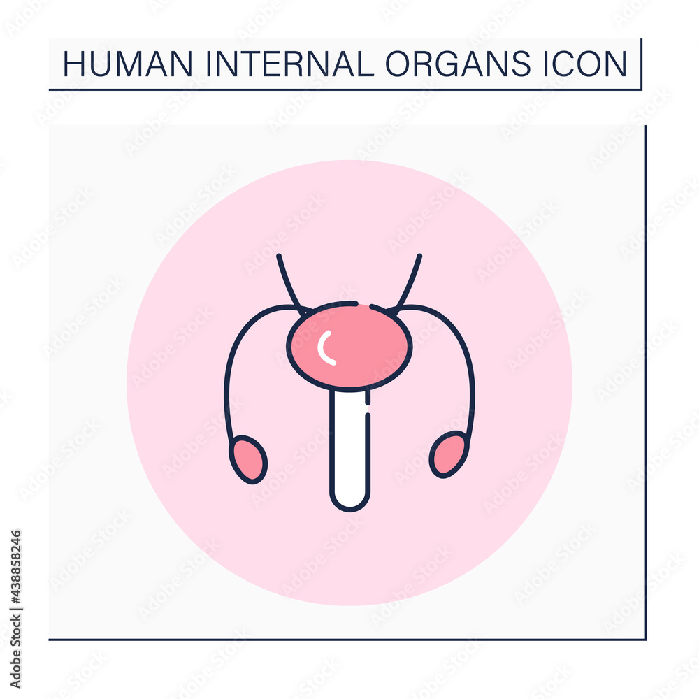 Vetor Reproductive system color icon. Male external organs include ...