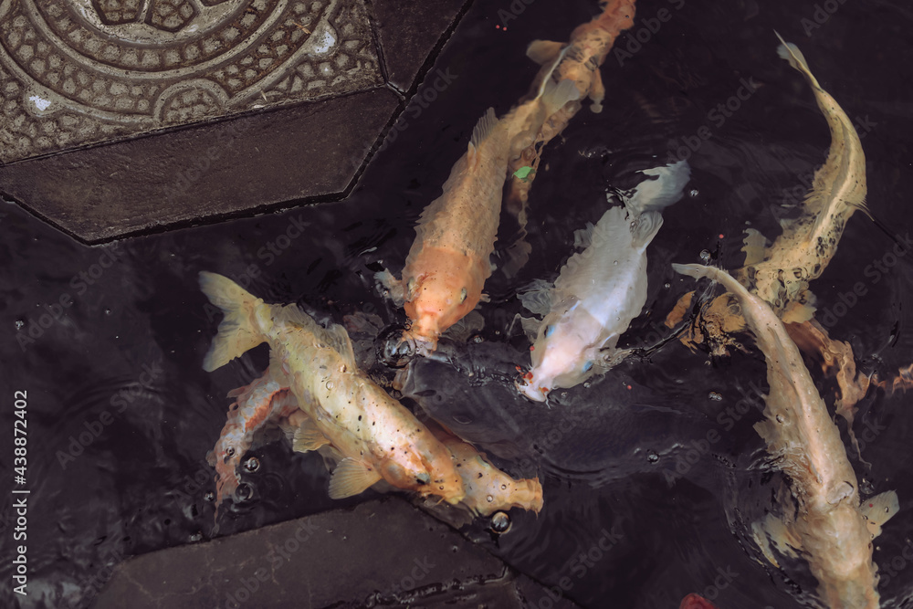Huge orange, yellow, white carp koi fish swimming above surface in a ...