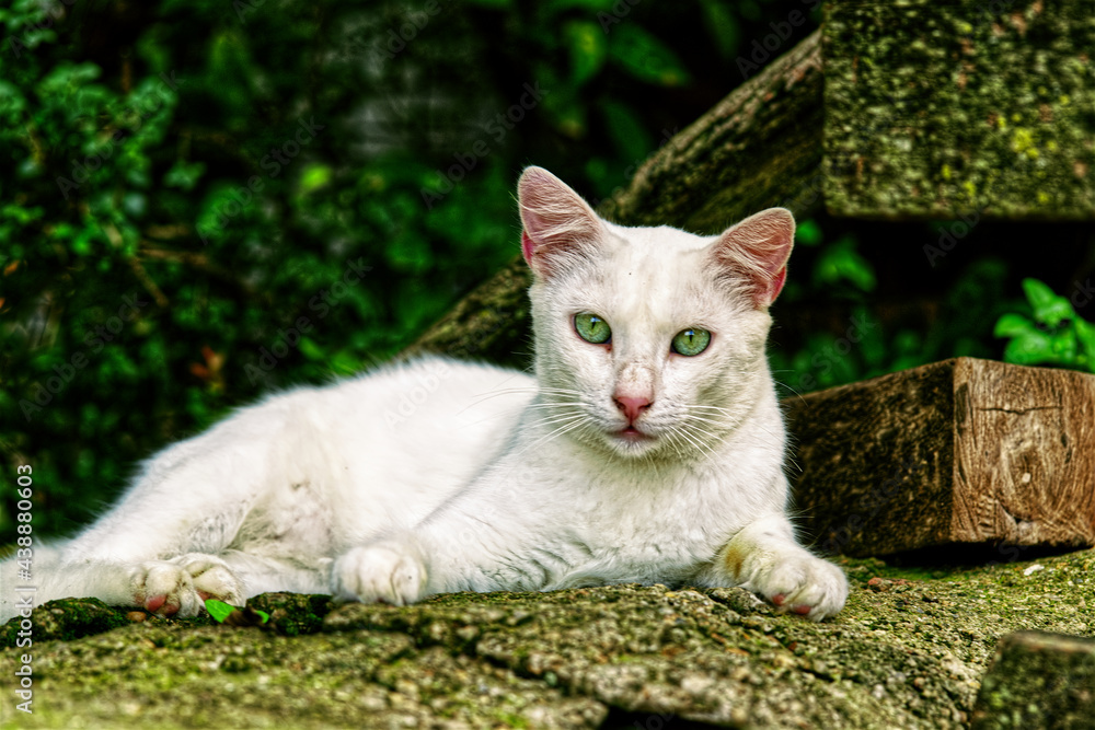 White cats can have very unique eye colours, and their skin and hair ...