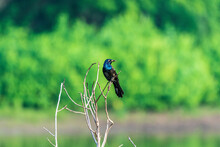 Common Grackle Bird Free Stock Photo - Public Domain Pictures