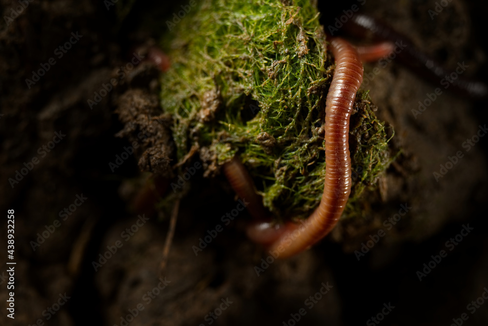 Beautiful closeup macro photo group of earthworms drill and adventure ...