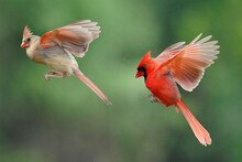 Male Cardinal Bird On Table Free Stock Photo - Public Domain Pictures