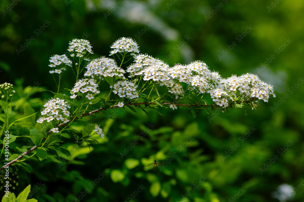ภาพถ่าย Stock Spiraea flexuosa in blomm in spring garden. Spirea is an ...