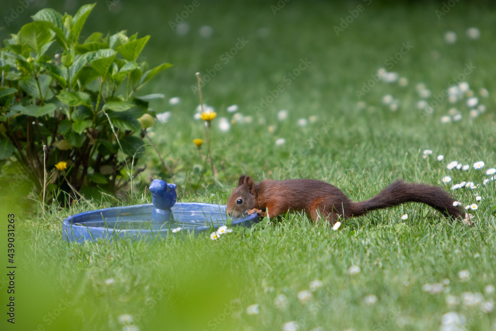 brown squirrel drinking water from a bird bath Stock Photo | Adobe Stock