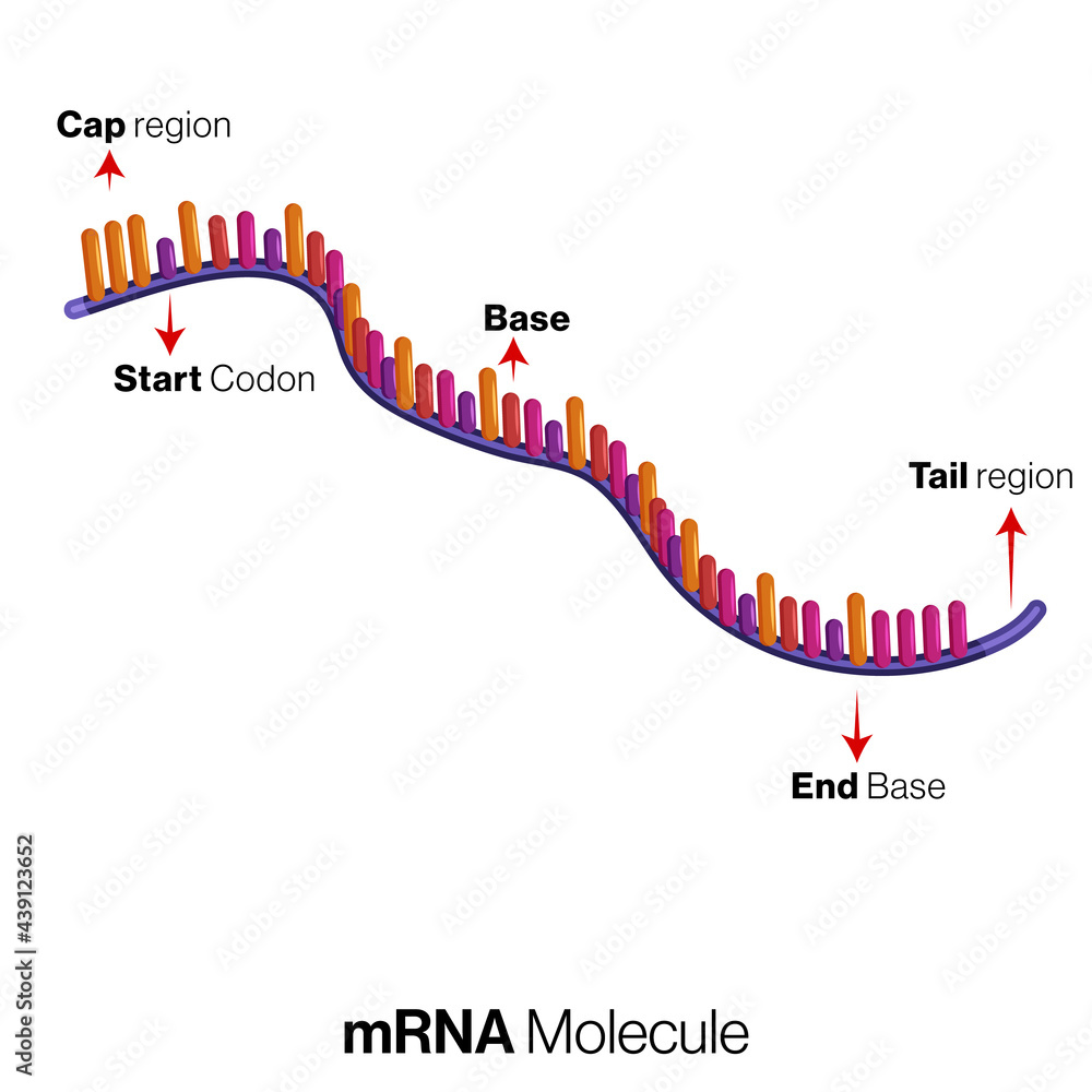 messenger RNA or mRNA Structure Illustration Stock Vector | Adobe Stock
