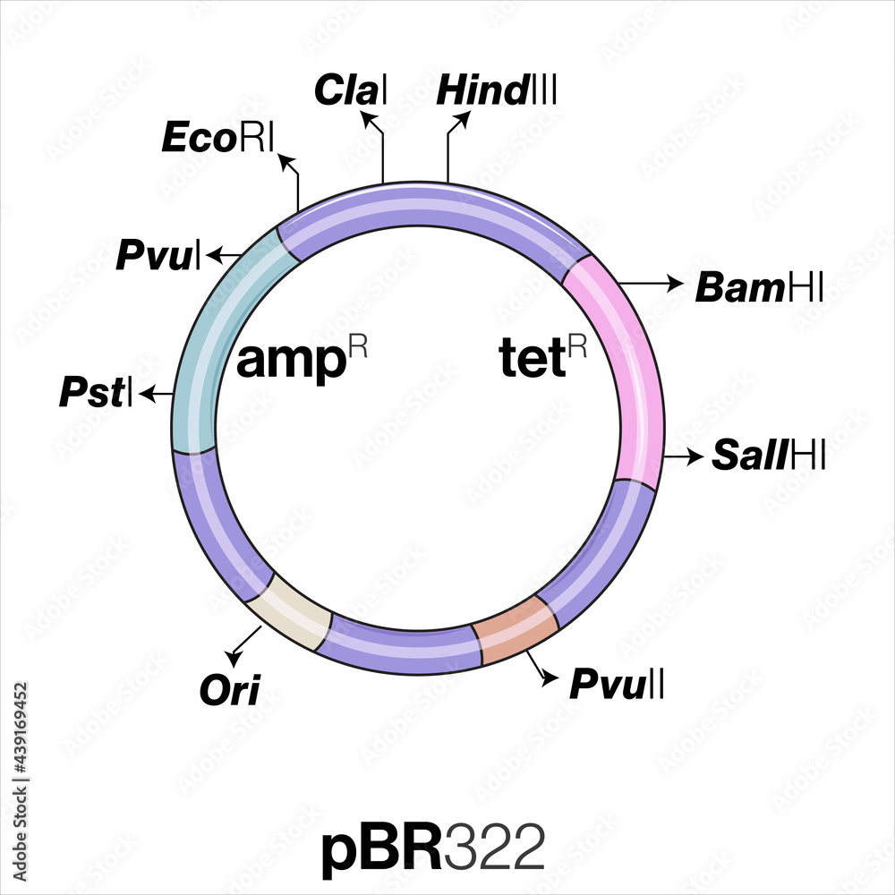 Bacterial Plasmid DNA Structure: pBR322. 素材庫向量圖 | Adobe Stock