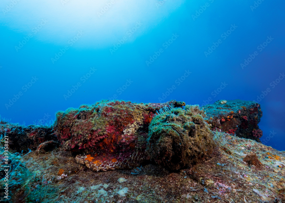 Synanceia verrucosa, reef stonefish, in Maldives. Stonefish are one of ...