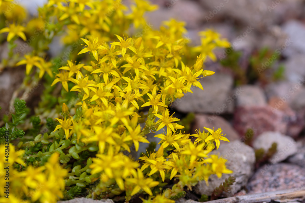 Yellow flowers of sedum acre aureum in garden. Sedum is ground cover ...