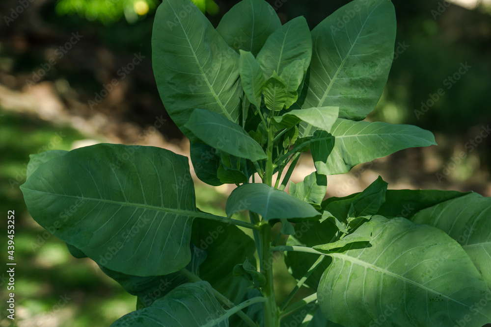 Photo Stock Nicotiana glauca is a species of wild tobacco known by the ...