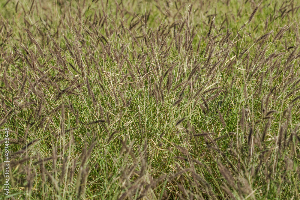 Cenchrus ciliaris (buffel-grass or African foxtail grass. dhaman grass ...