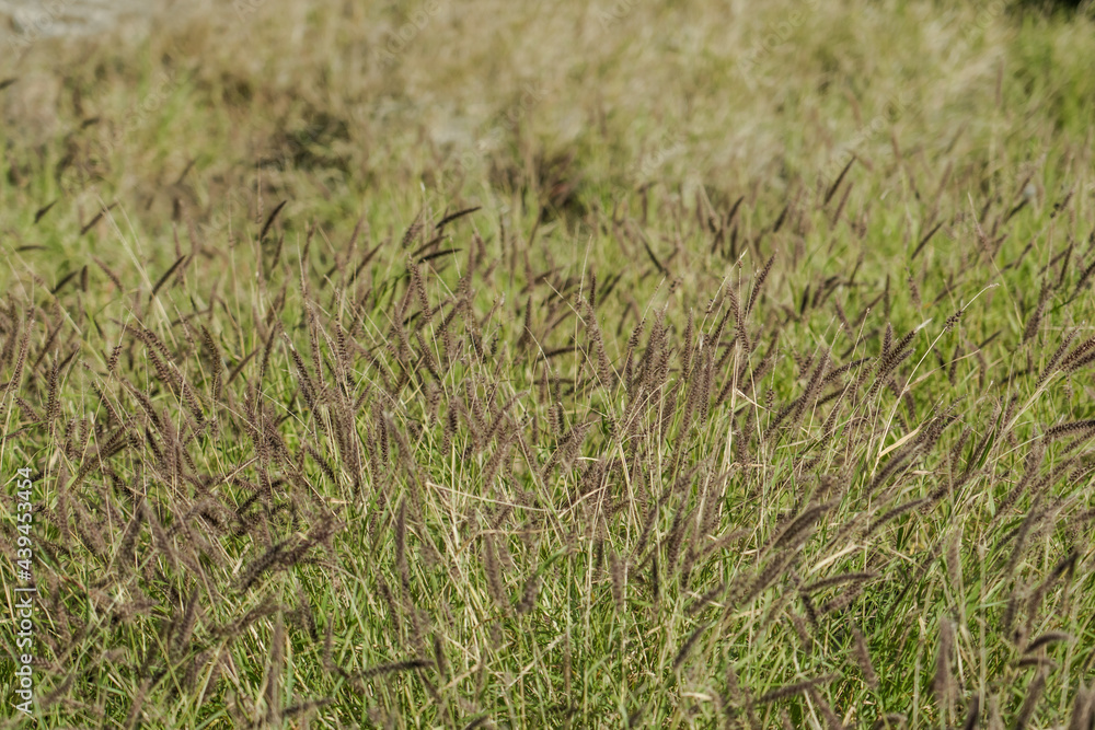 Cenchrus ciliaris (buffel-grass or African foxtail grass. dhaman grass ...