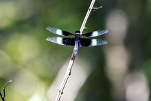 Male Widow Skimmer Dragonfly Free Stock Photo - Public Domain Pictures