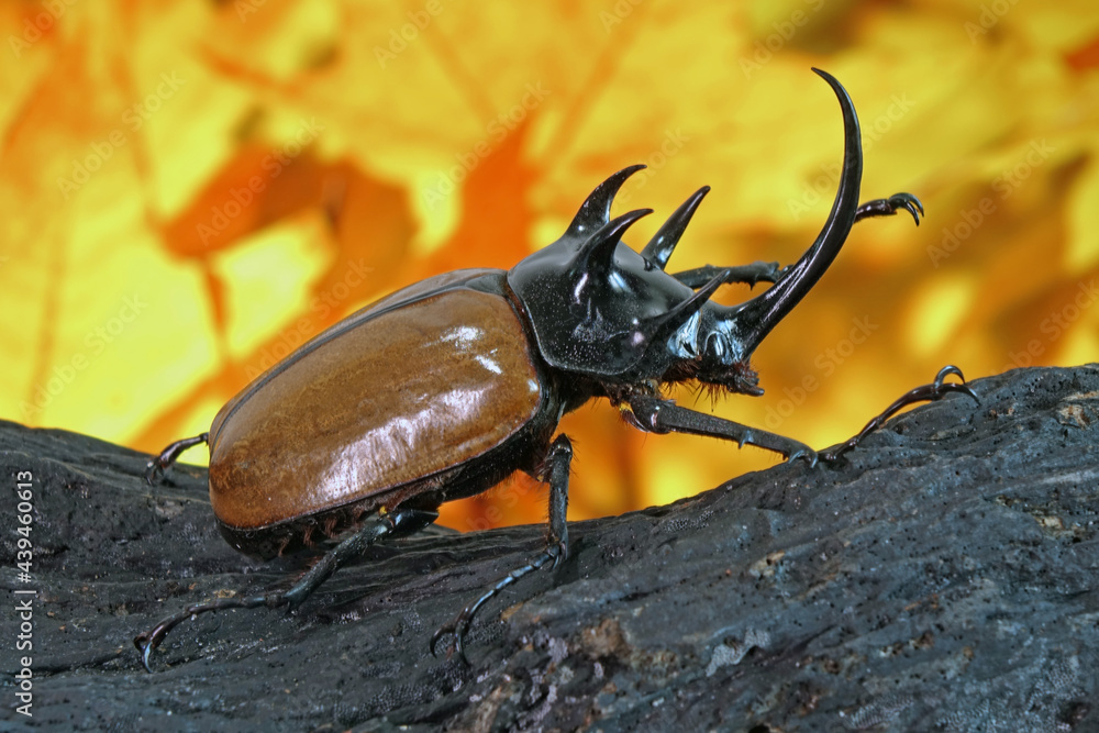 Unicorn beetles (Eupatorus graciliconis) also known as the Five-horned ...