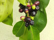 Java Plum Plant Berry Free Stock Photo - Public Domain Pictures
