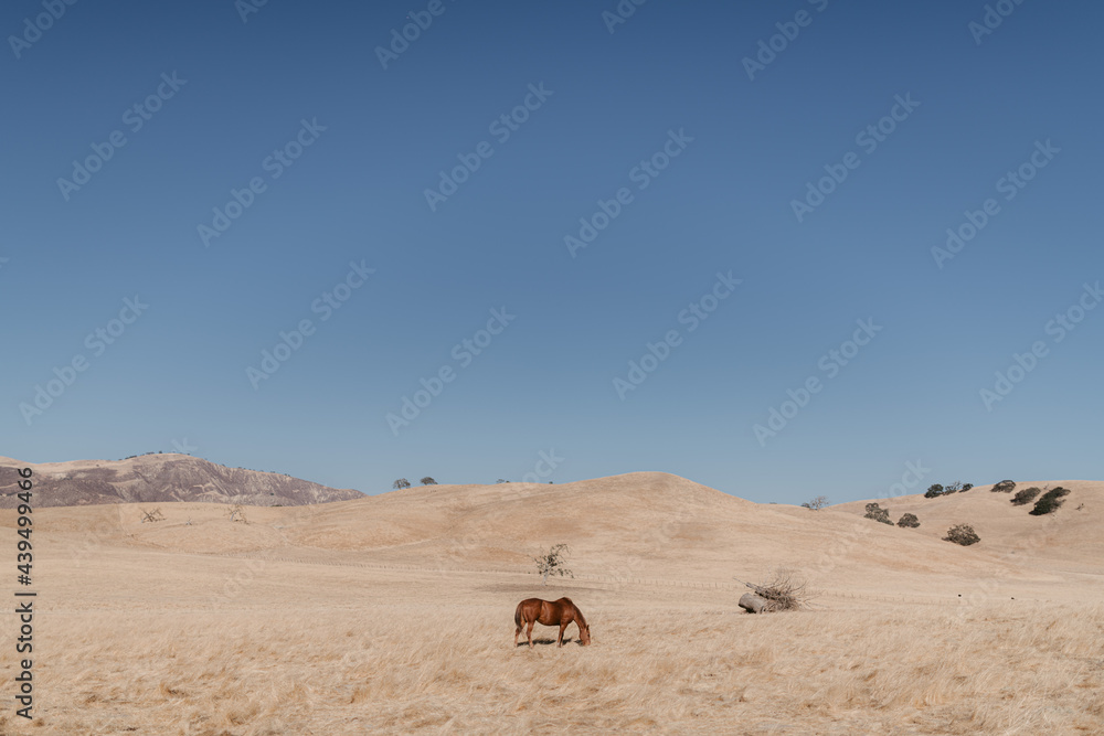 Single horse grazing in dry grassy terrain の Stock フォト | Adobe Stock