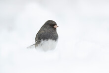Dark-eyed Junco In Snow Free Stock Photo - Public Domain Pictures