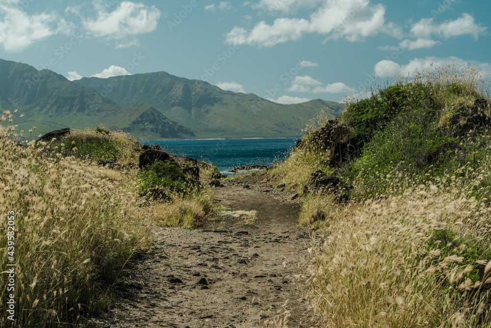 chloris barbata - swollen fingergrass. Kaena ponit trail, Oahu, Hawaii ...