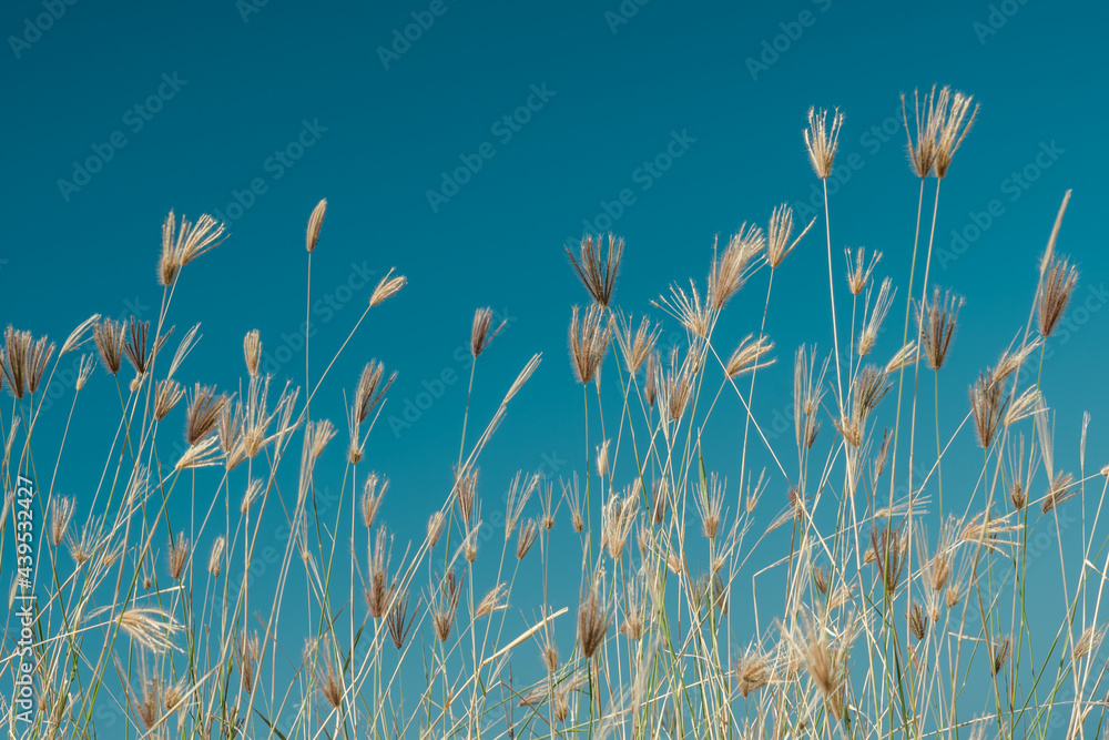 chloris barbata - swollen fingergrass. Kaena ponit trail, Oahu, Hawaii ...