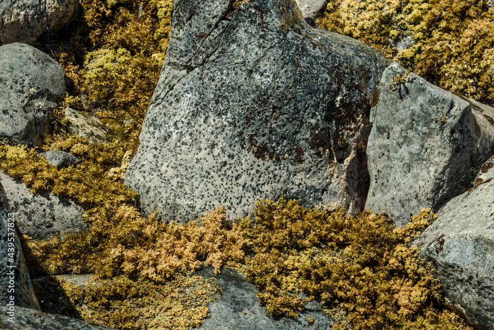 Turbinaria ornata. ORNATE SEAWEED. Kaena Point State Park，Oahu, Hawaii ...