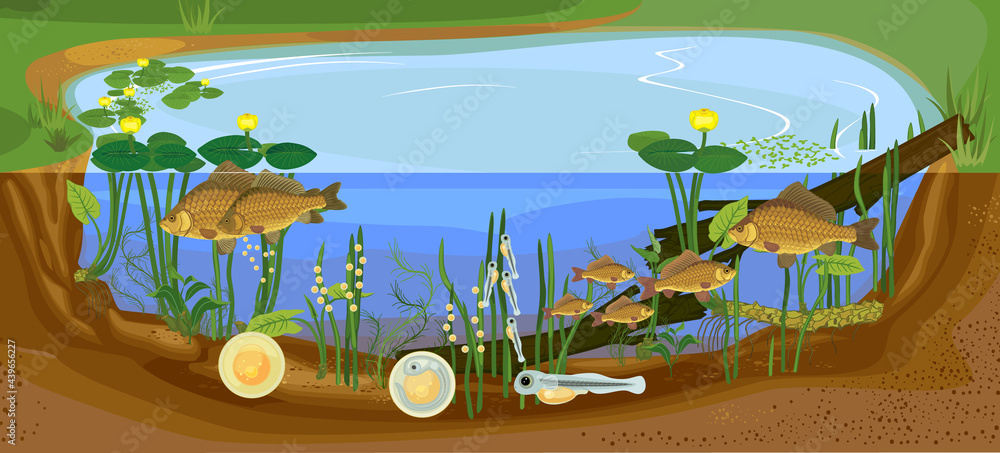 Ecosystem of pond and fish life cycle. Sequence of stages of ...