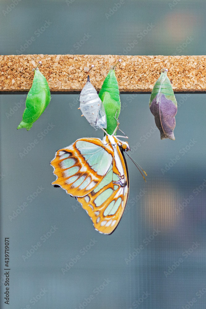 Chrysalis hanging of a butterfly farm Stock Photo | Adobe Stock