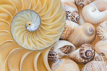 Seashell Collection Close-up Free Stock Photo - Public Domain Pictures