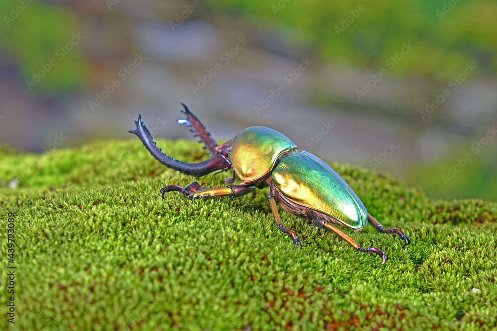 Sawtooth beetle (Lamprima adolphinae) is a species of stag beetle in ...