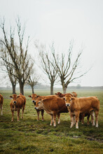 Farm Animals Free Stock Photo - Public Domain Pictures