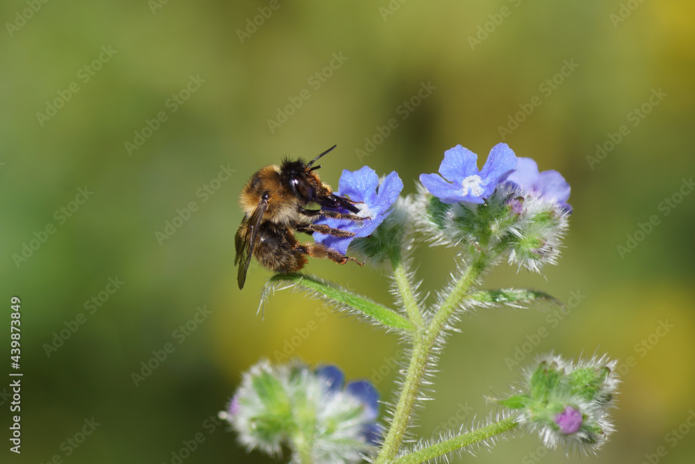 Fork-tailed Flower Bee (Anthophora furcata), family Apidae on flowers ...