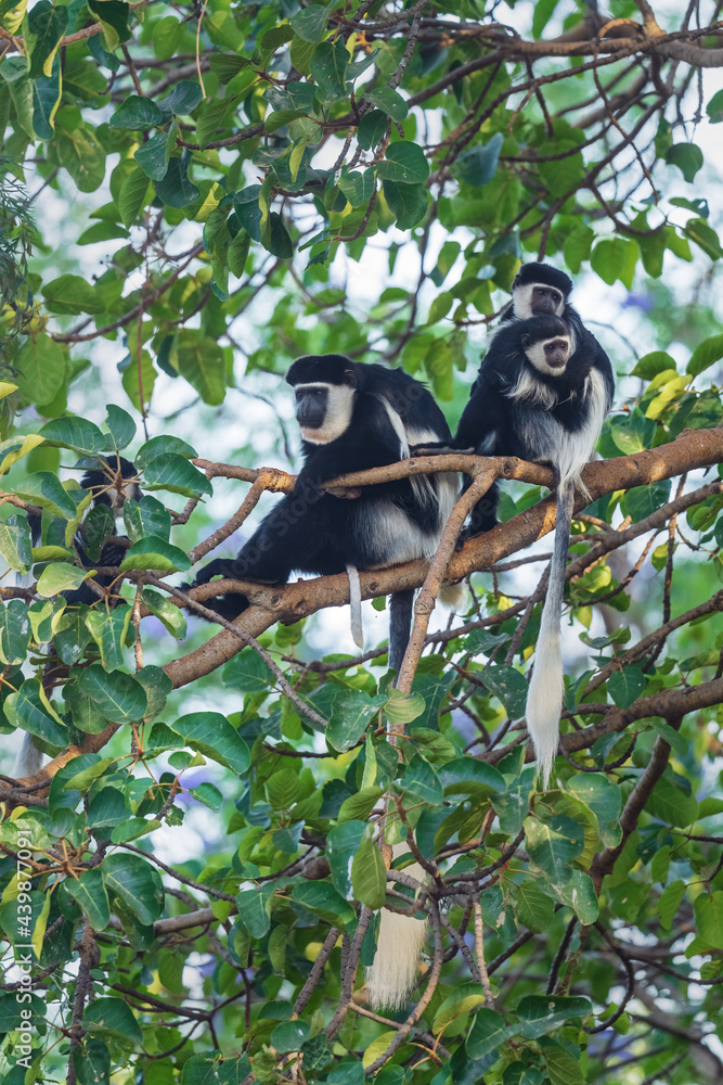 Black-and-white Colobus - Colobus guereza, beautiful black and white ...