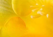 Orange Freesia Flower Close-up Free Stock Photo - Public Domain Pictures