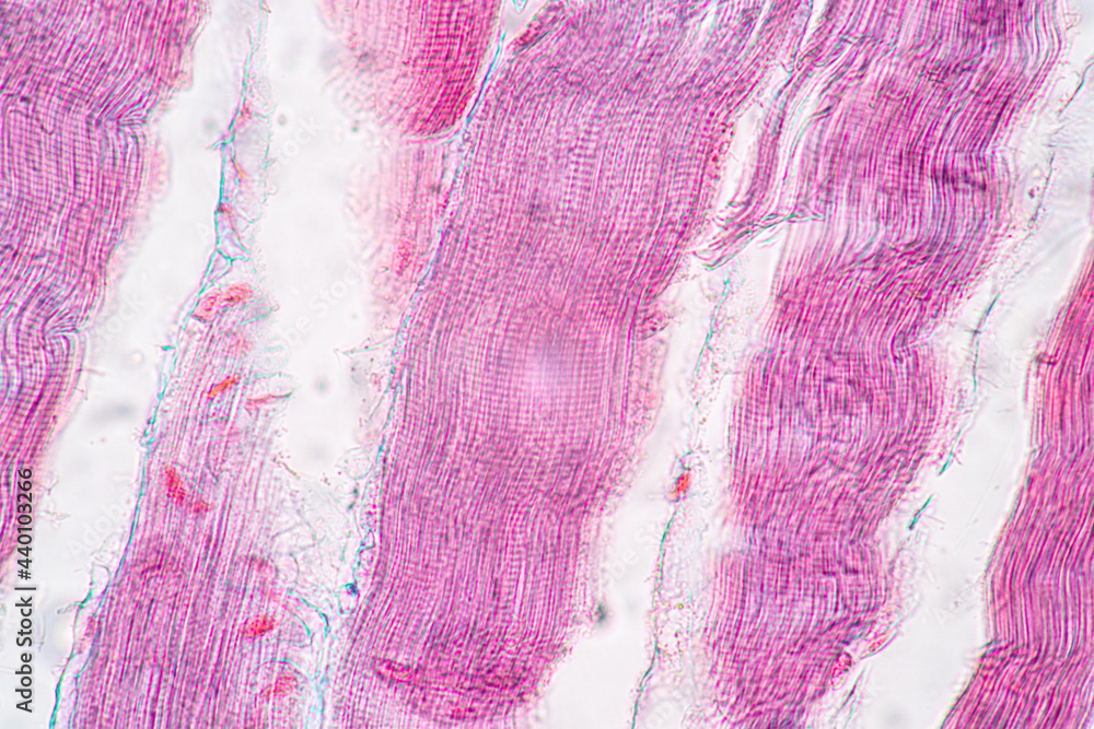 Foto Characteristics of anatomy and Histological sample Striated ...