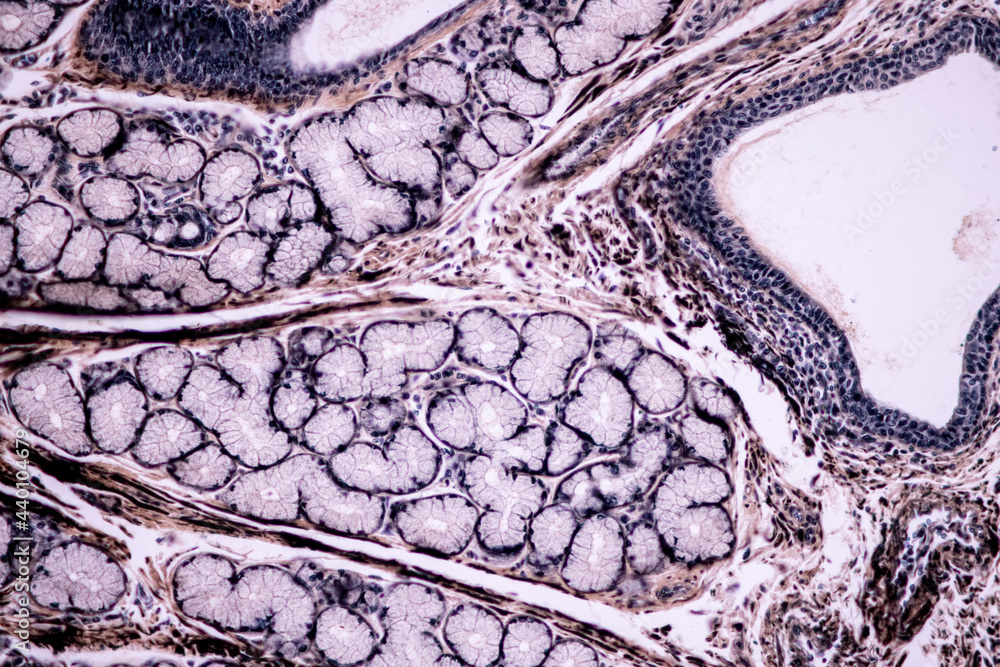 Stock-Foto „Characteristics of anatomy and Histological sample Striated ...