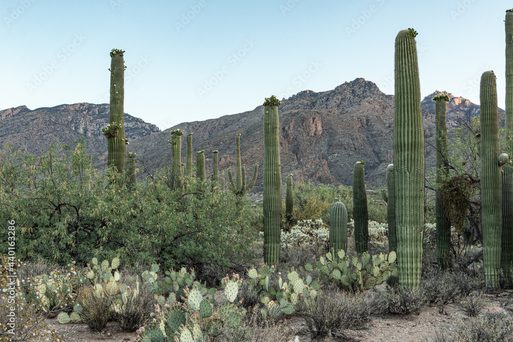 Cactus in the Sonoran Desert of southern Arizona with saguaro and ...